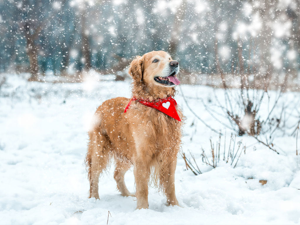 Nourishing Your Dog Through January – Lovejoys Pet Food